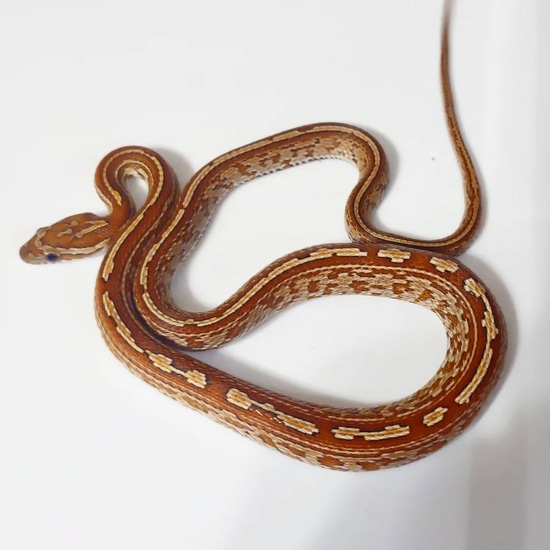 Tessera Poss Het Orchid Hypo Stripe Corn Snake by Sarah's Snake Shop, LLC