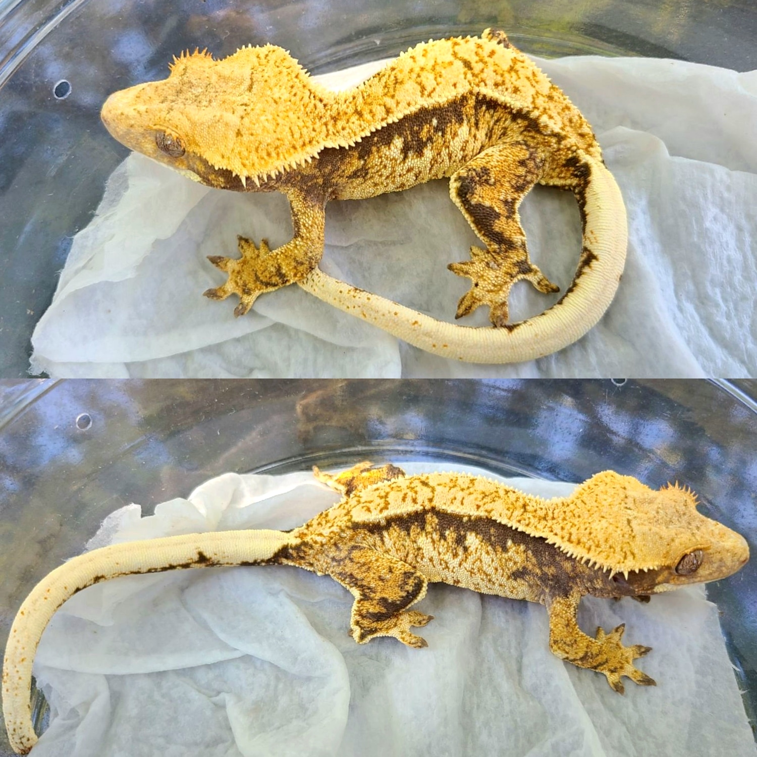Tri Color Crested Gecko by Sinister G Exotics - MorphMarket
