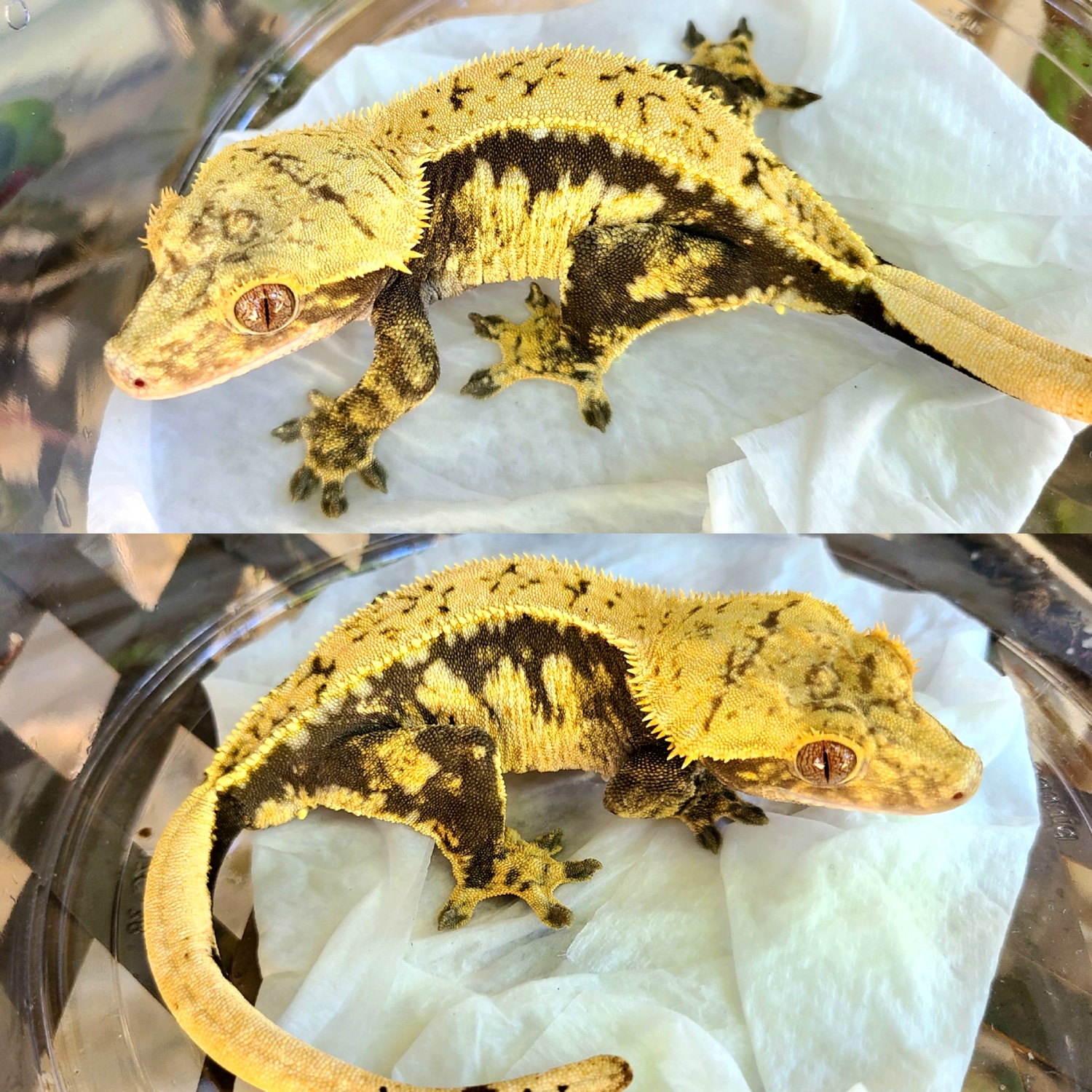 Shrieek Crested Gecko by Sinister G Exotics - MorphMarket