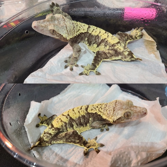 Sibyl Crested Gecko by Sinister G Exotics