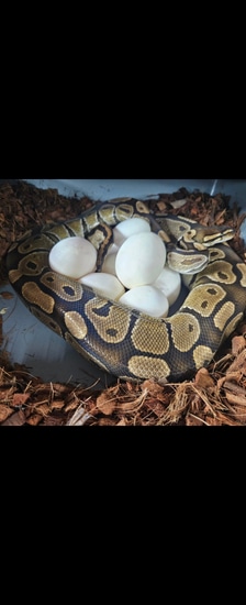 Dinker Ball Python by King’s Exotic Morphs
