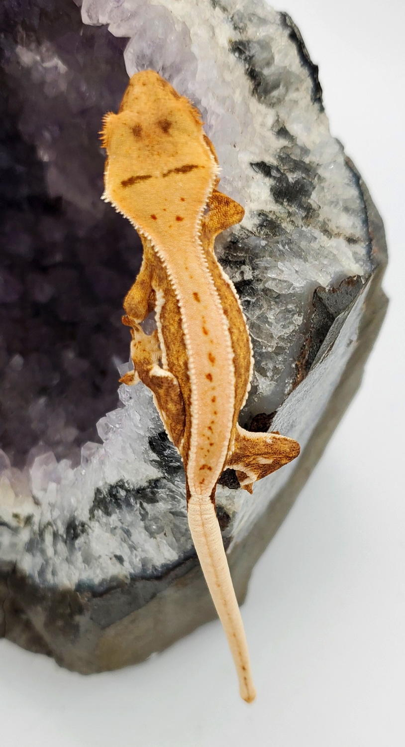 Crystal Cavern Crested Geckos's Collection - MorphMarket