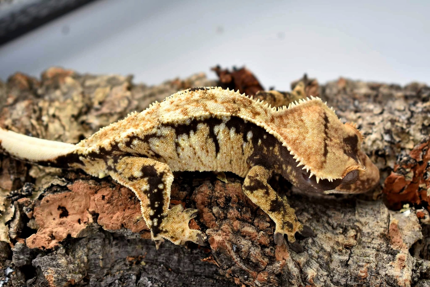 Extreme White Spot Crested Gecko by Alaskan Exotics - MorphMarket