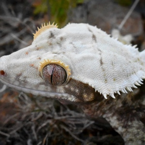 Alaskan Exotics - MorphMarket