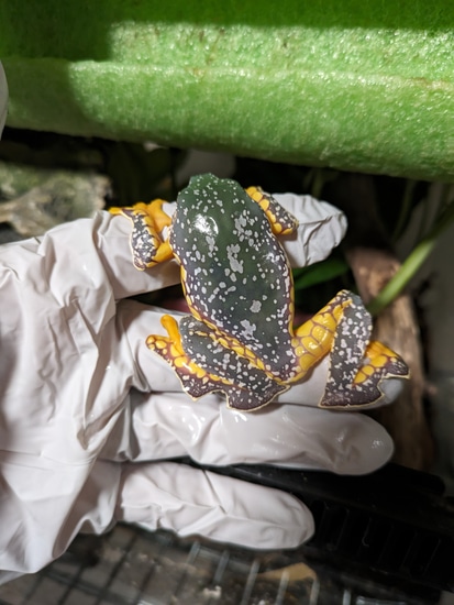 Fringe Leaf Tree Frog Other Tree Frog by Alaskan Exotics