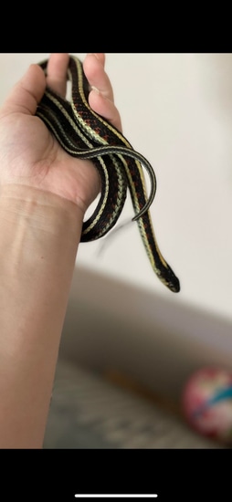 ORION Garter Snake by Jormungandr Serpentarium
