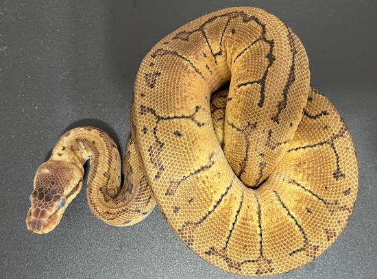 Lemonblast Ball Python by Jormungandr Serpentarium