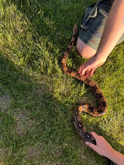 2023 Normal BCI Boa Constrictor by Jormungandr Serpentarium