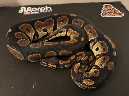 Black Head 50% Het Pied Ball Python by Jormungandr Serpentarium