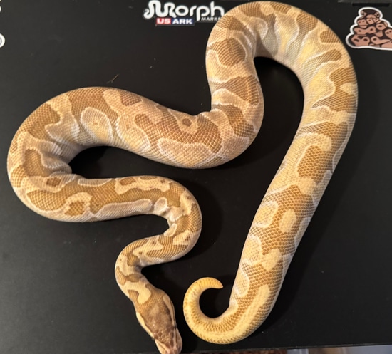 Butter Enchi Ball Python by Jormungandr Serpentarium