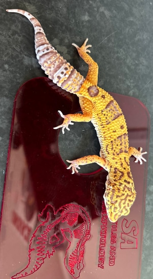 Copper Tremper Albino Leopard Gecko by SA Reptiles and Herpatology