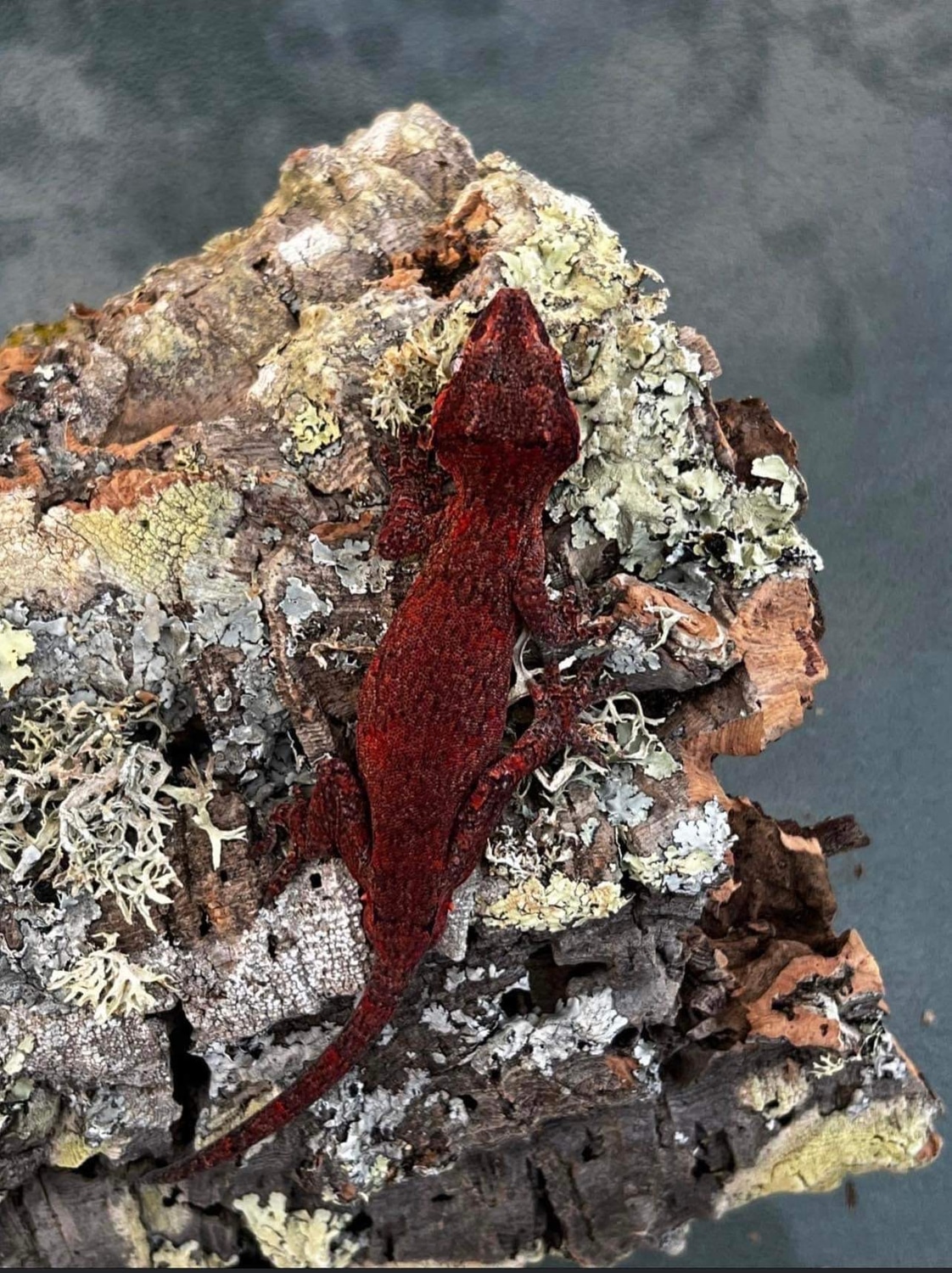Super Red Base Gargoyle Gecko by Sar’s Exotics - MorphMarket