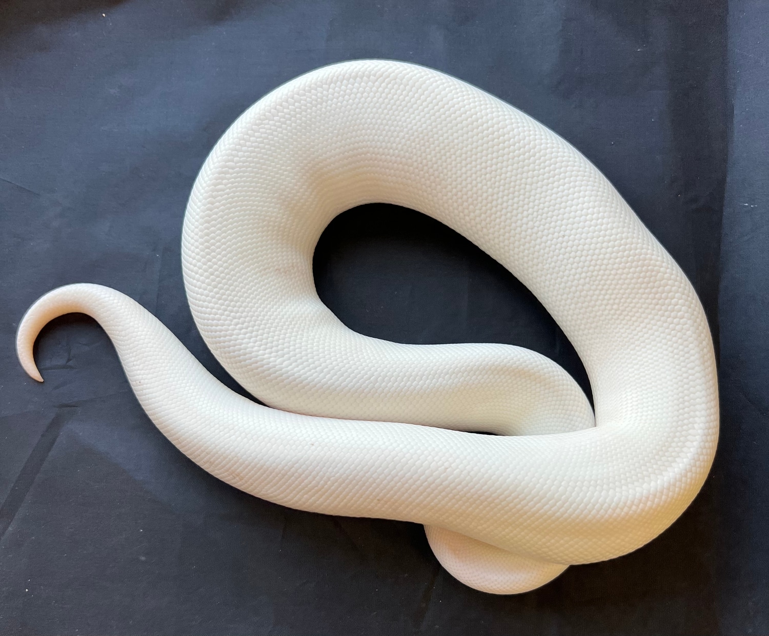 White Wedding Pied Male Ball Python by Sarron BP - MorphMarket