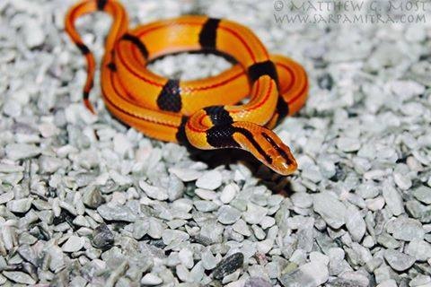 CBB Guangxi Province Locale Chinese (O.p.vaillanti) Bamboo Rat Snake by ...