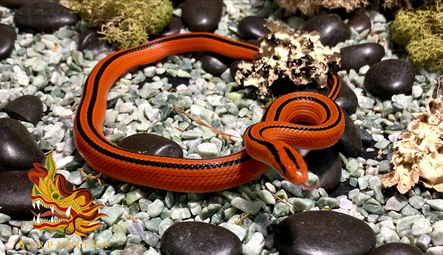 Pairs Of F1 Generation 2021 CBB Red Mountain Racer AKA Coxi (O.p.coxi ...