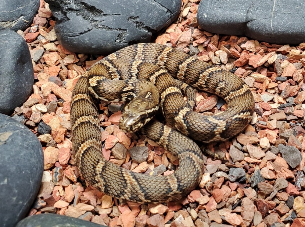 LAST ONE CBB 2022 Female High Yellow Lineage Russian Rat Snake Other ...