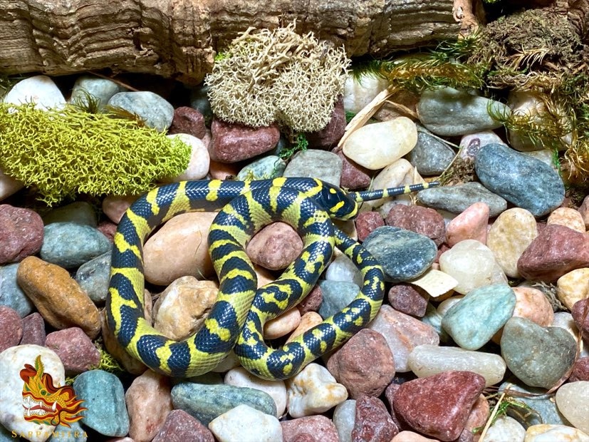 22' CBB Male Funky Het Axanthic & High Yellow Valley Sapa Vietnamese ...