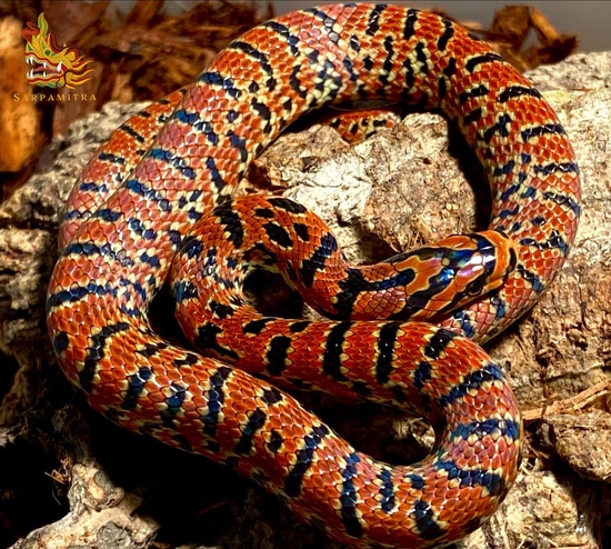 Weekend Sale! Gifu Locale Male Japanese Forest Rat Snake Other Rat ...