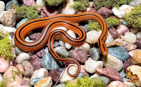 Klaus Dieter-Schulz Lineage 2022 CBB Red Mountain Racer AKA Coxi (O.p ...