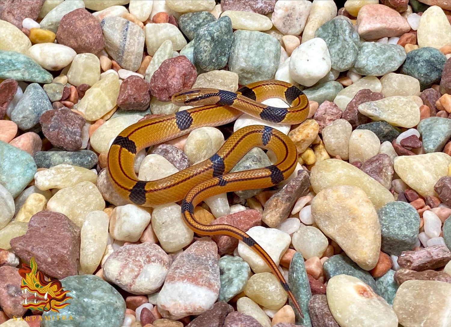 SPECIAL PRICING: 2022 CBB Male Guangxi Province Locale Chinese (O.p ...