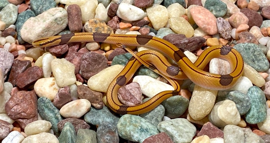 2022 CBB Female Guangxi Province Locale Chinese Bamboo Rat Snake (O.p ...