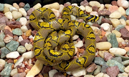 Proven Breeder 18' Male CBB PURE Sichuan Locale Chinese Mandarin Rat ...