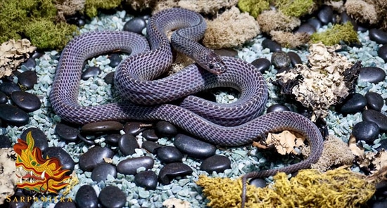 CBB 2.1 21' Forest File Snakes (M. Crossi) More Colubrid by Sarpamitra LLC