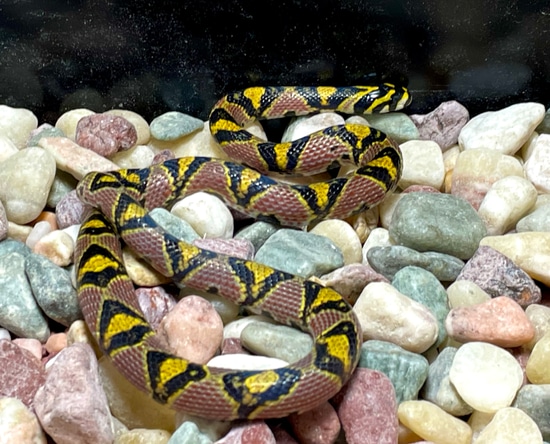 23’ Female High Red Northern Sichuan Locale Mandarin Rat Snake by ...