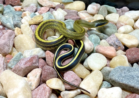 Last One! 24' CBB F2 Female Sumatran Beauty Rat Snakes (Elaphe Taeniura ...