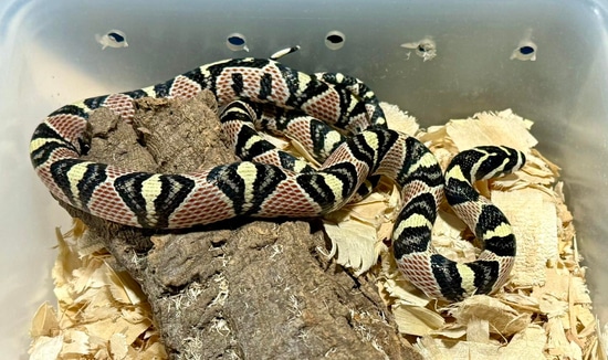 22' CBB Male Axanthic Hong Valley Sapa Vietnamese Locale Mandarin Rat ...