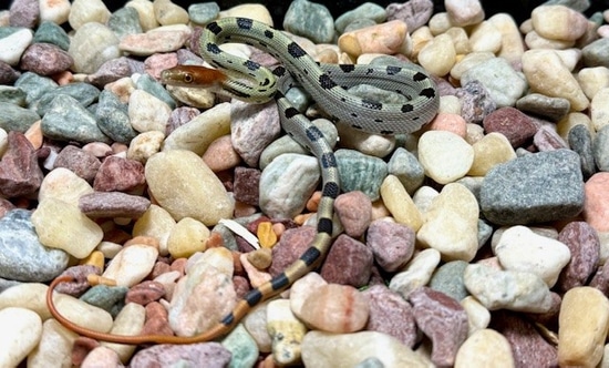 24' CBB Male Aberrant 66% Het Hypo 100 Flower Rat Snake (Elaphe ...