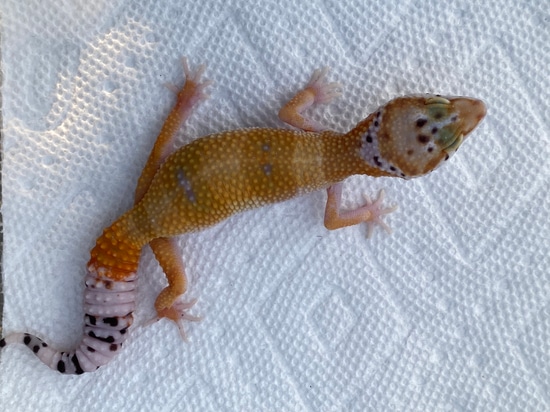 Het Marble Eye Leopard Gecko by SaSobek Reptiles