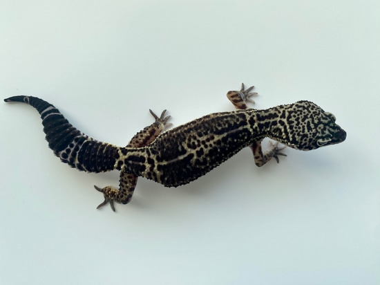 Black Knight Leopard Gecko by SaSobek Reptiles