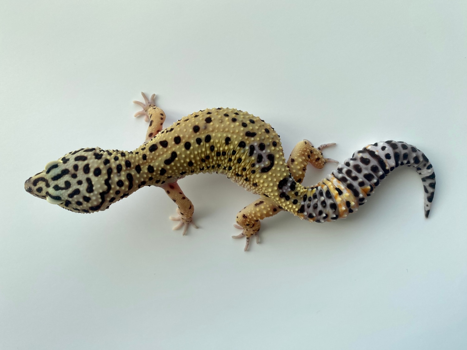 Black Knight X Raptor W/Y Leopard Gecko by SaSobek Reptiles - MorphMarket