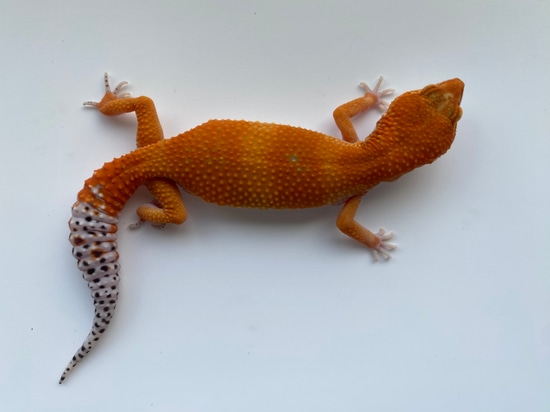 Atomic Cross Tang Leopard Gecko by SaSobek Reptiles