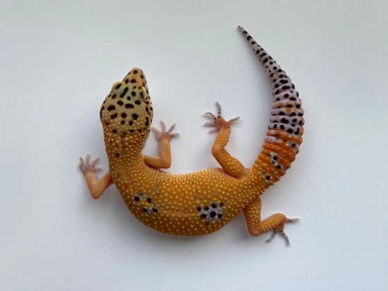 Atomic Tang Cross Leopard Gecko by SaSobek Reptiles