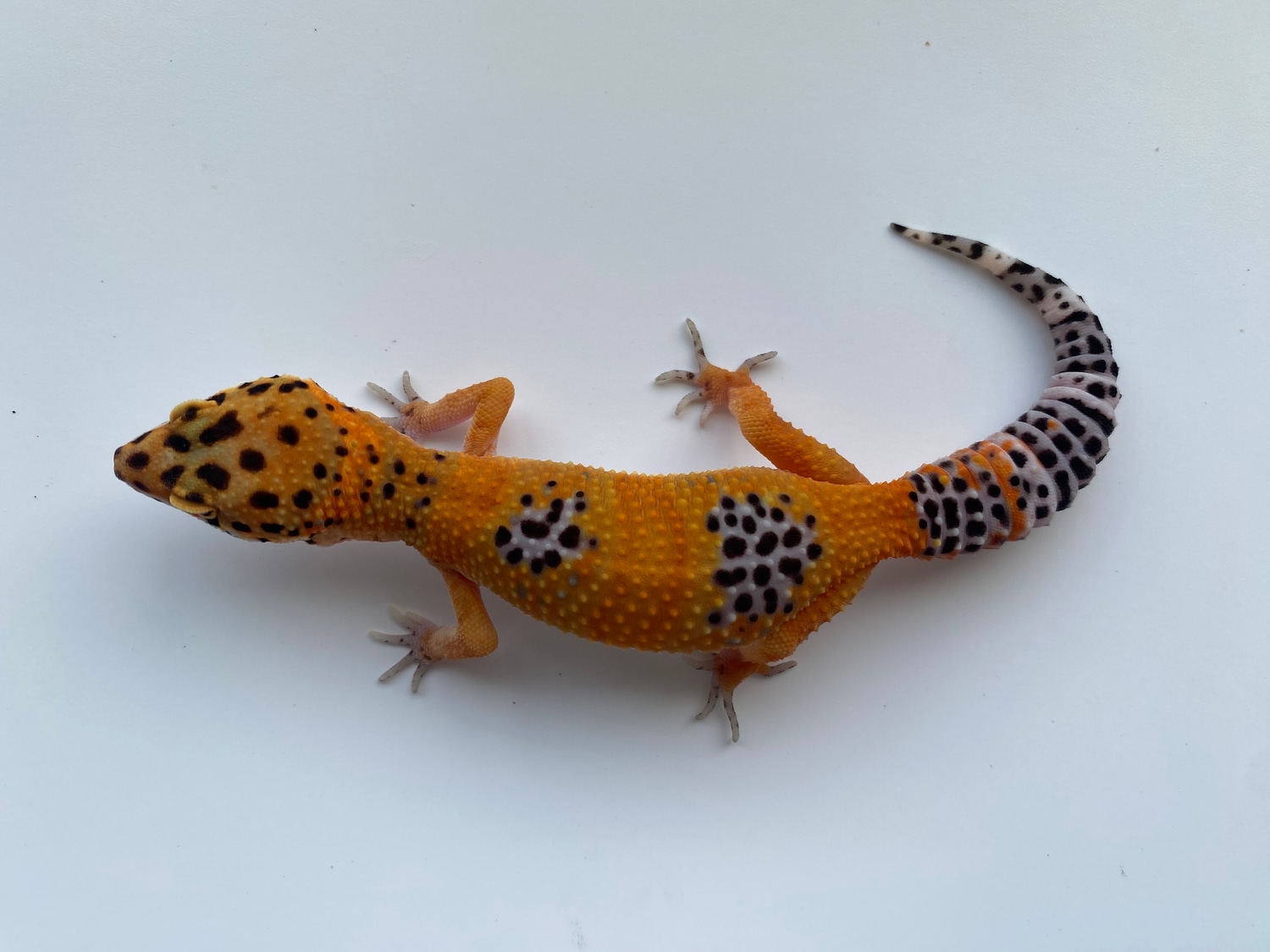 Atomic Tang Cross Leopard Gecko by SaSobek Reptiles - MorphMarket