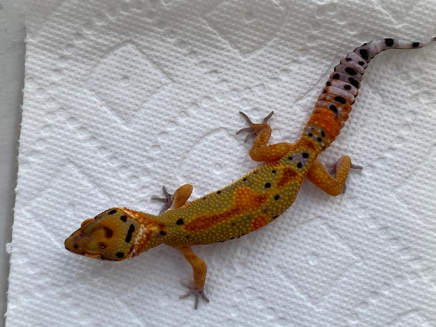 Joker Project Leopard Gecko by SaSobek Reptiles - MorphMarket