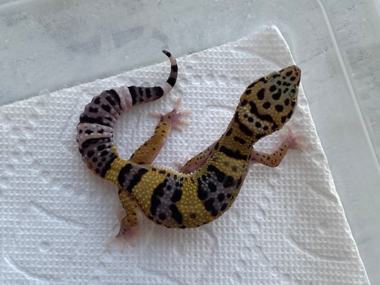 Black Night Line Eclipse Leopard Gecko by SaSobek Reptiles