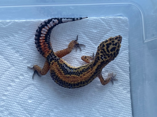 Black Knight Joker Project Leopard Gecko by SaSobek Reptiles