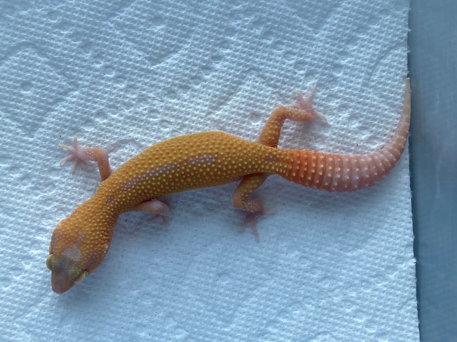 Joker Project Raptor Leopard Gecko by SaSobek Reptiles - MorphMarket