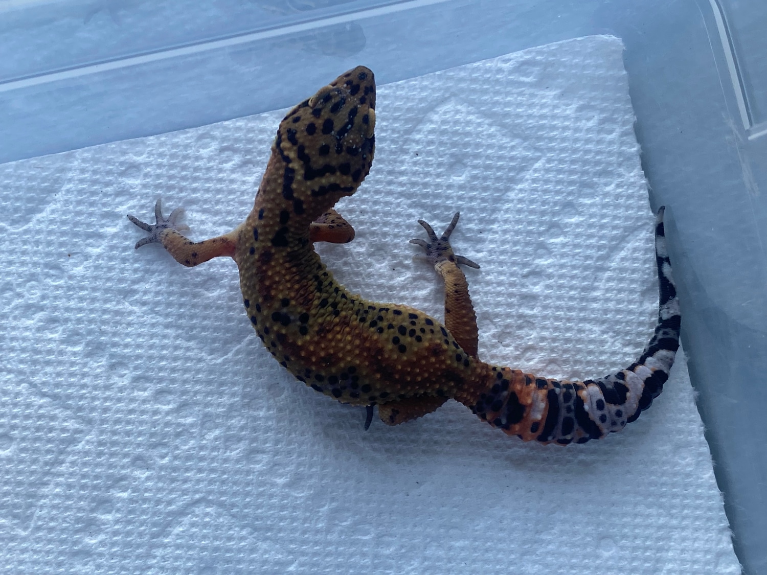 Dark Knight Joker Project Leopard Gecko by SaSobek Reptiles - MorphMarket