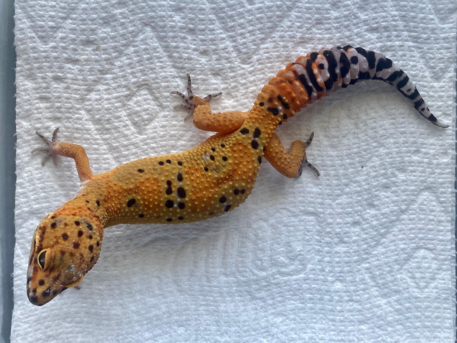 Joker Project Leopard Gecko by SaSobek Reptiles - MorphMarket