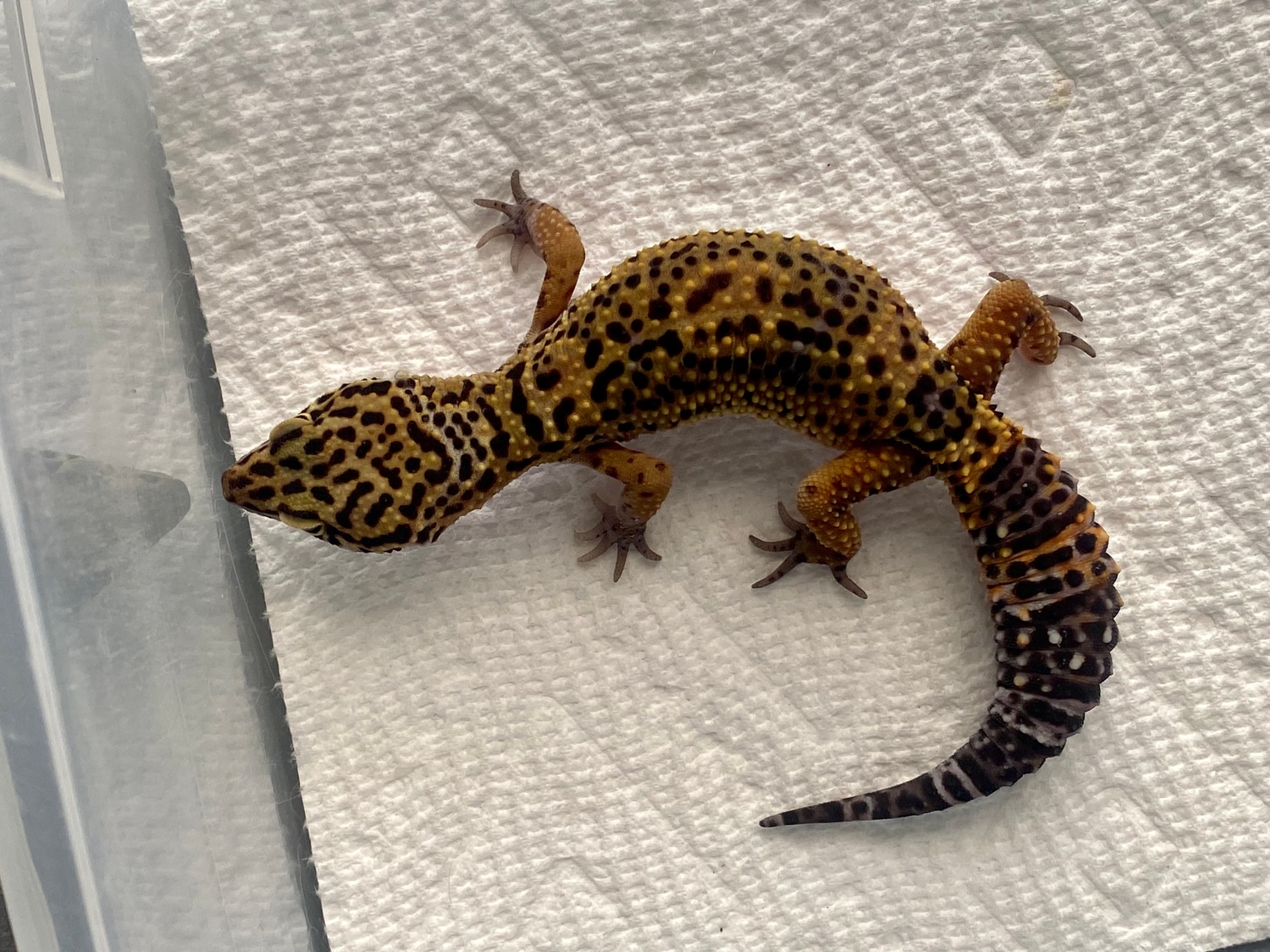 Dark Knight Joker Project Leopard Gecko by SaSobek Reptiles - MorphMarket