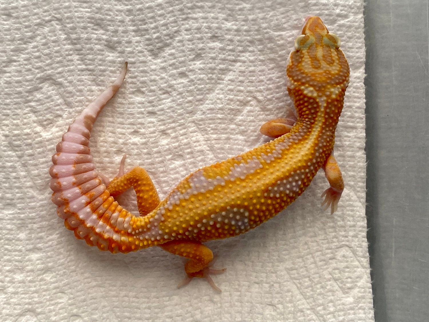 Tremper Joker Project Leopard Gecko by SaSobek Reptiles - MorphMarket