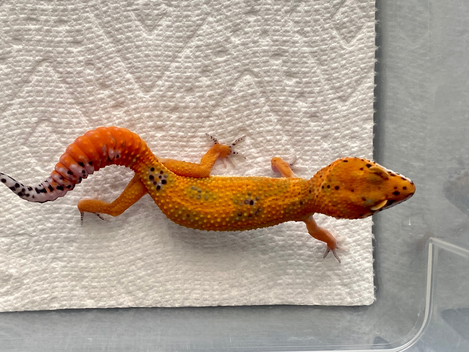 Atomic Cross Leopard Gecko by SaSobek Reptiles - MorphMarket