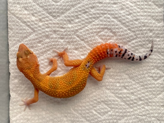 Atomic Cross Leopard Gecko by SaSobek Reptiles