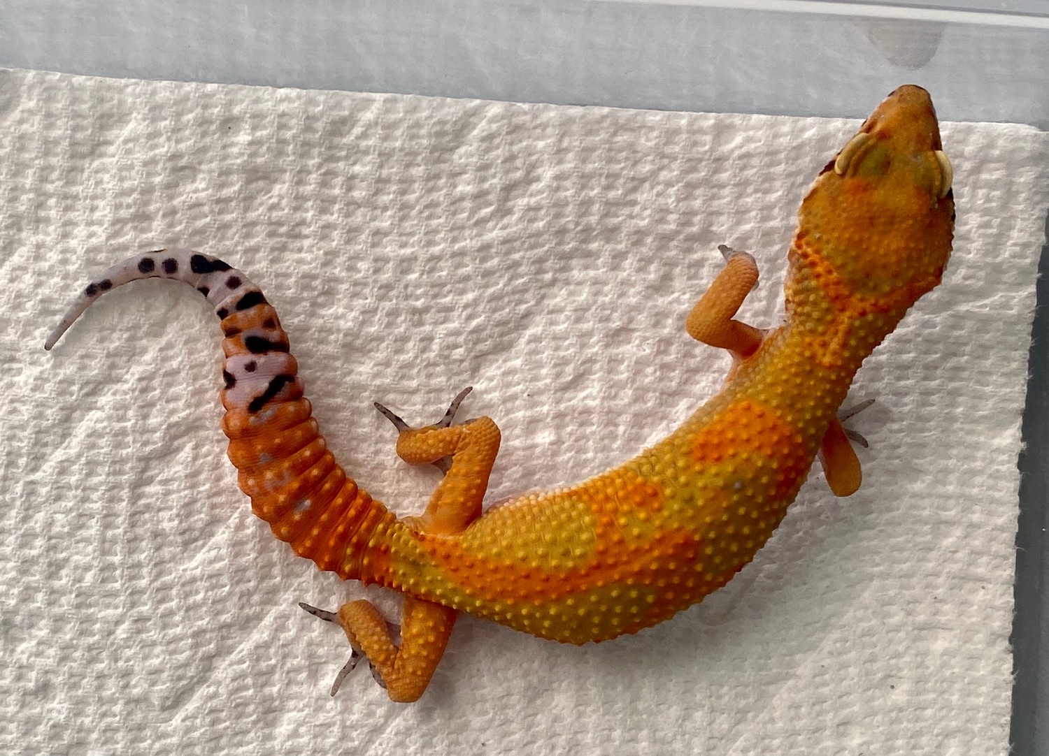 Joker Project Leopard Gecko by SaSobek Reptiles - MorphMarket
