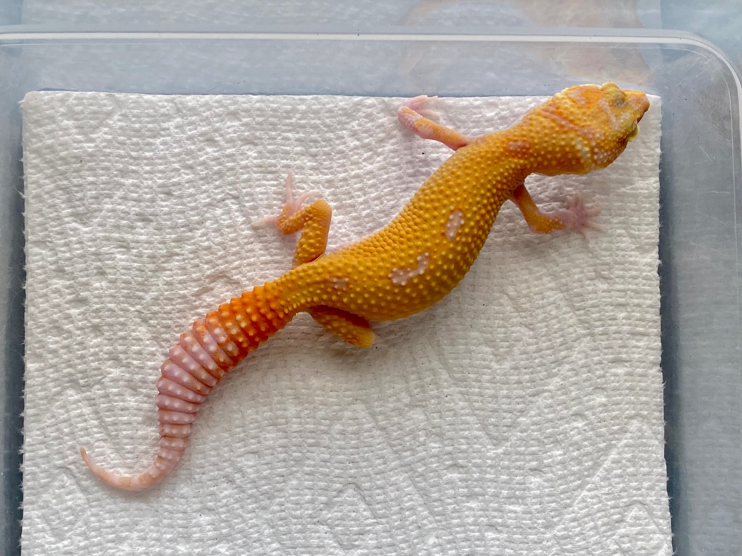 Raptor Leopard Gecko by SaSobek Reptiles - MorphMarket
