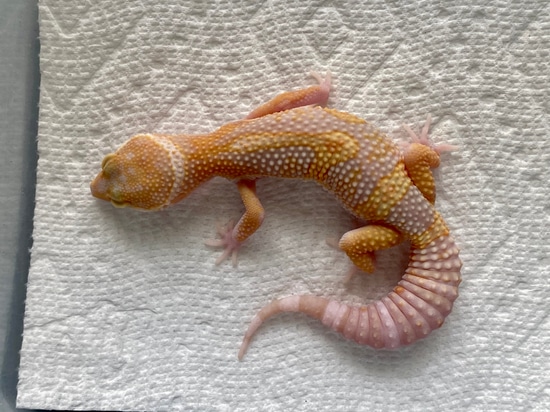Raptor Leopard Gecko by SaSobek Reptiles